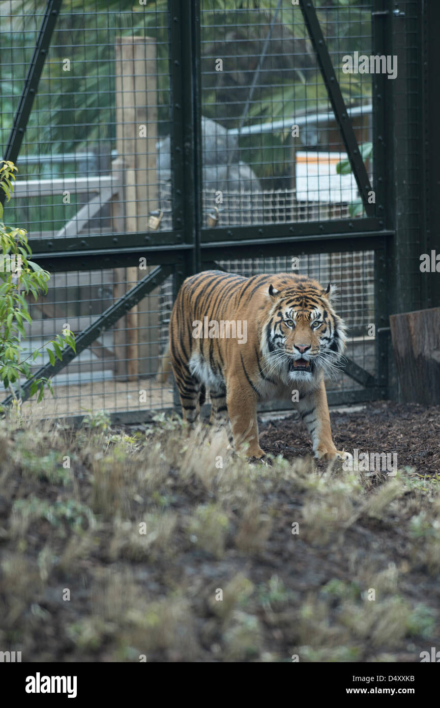 Sumatran breeding tiger hi-res stock photography and images - Alamy