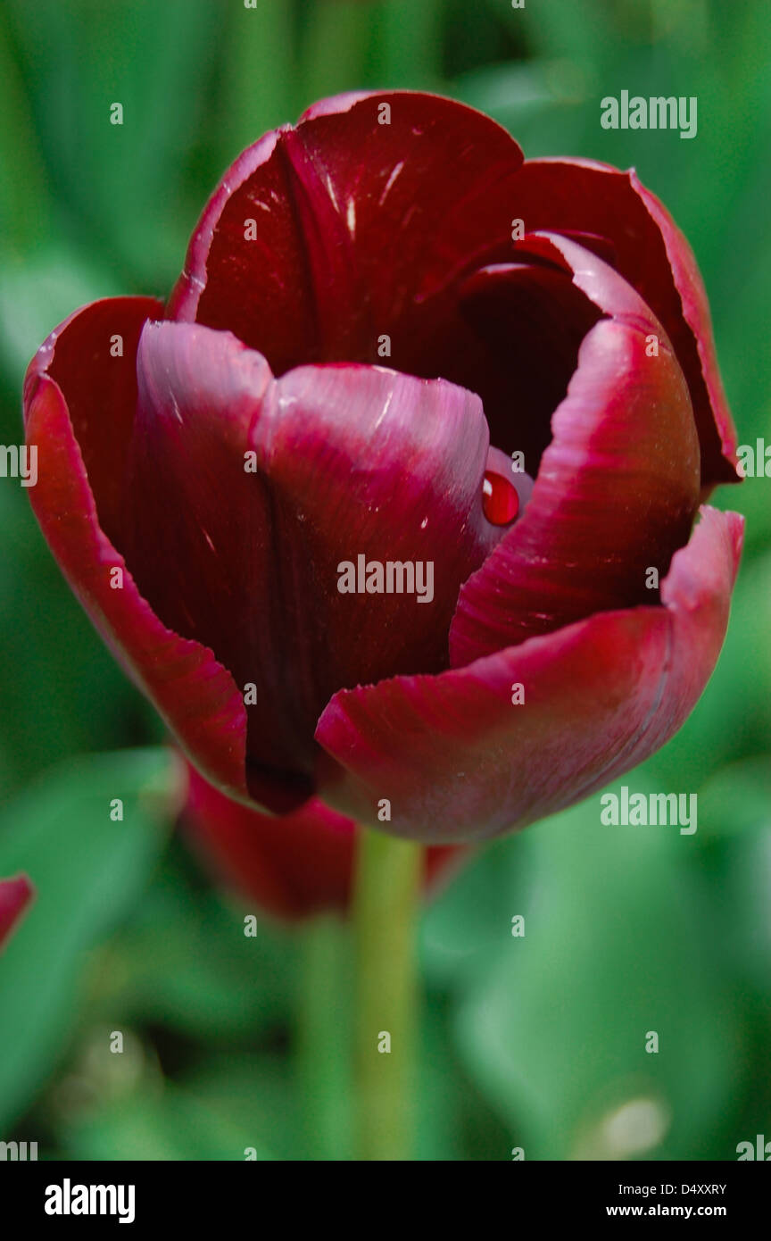 Only roses hi-res stock photography and images - Alamy