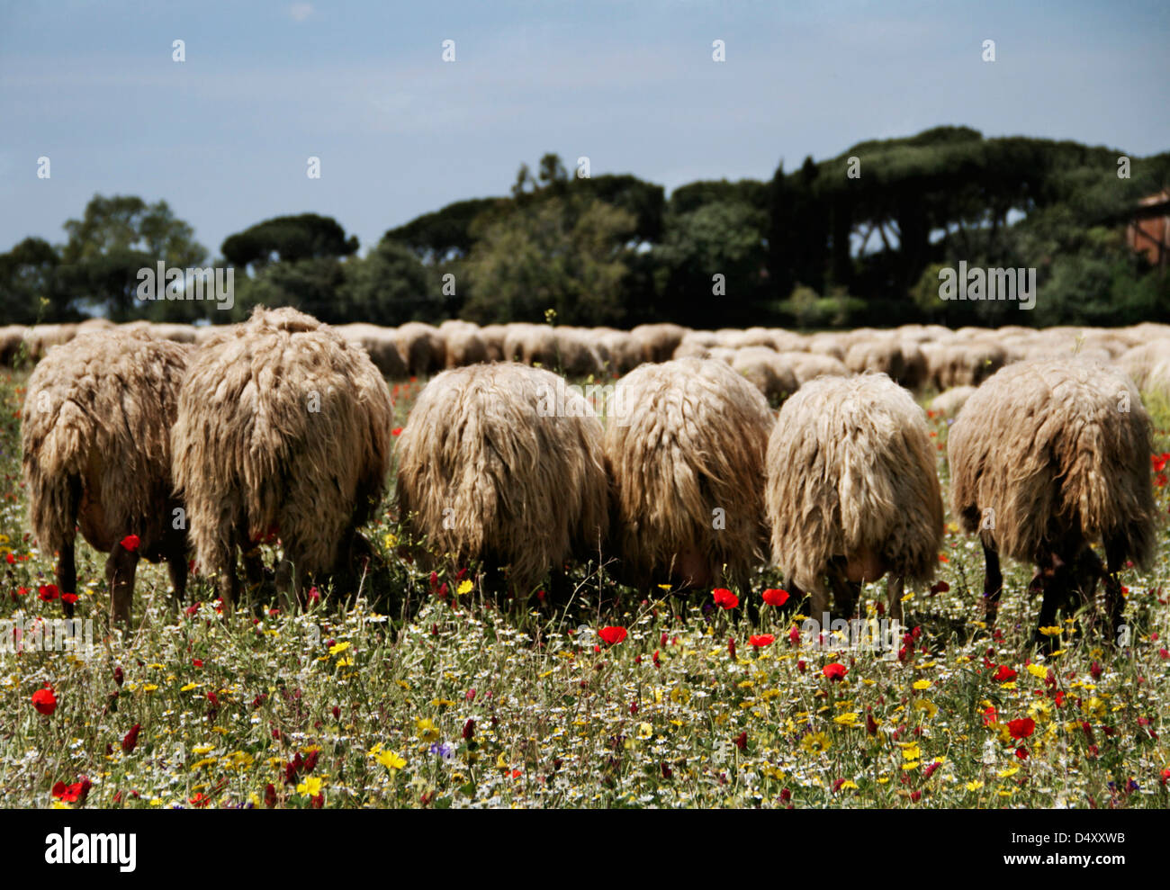 Sheeps at the Appia Antica Park Stock Photo - Alamy