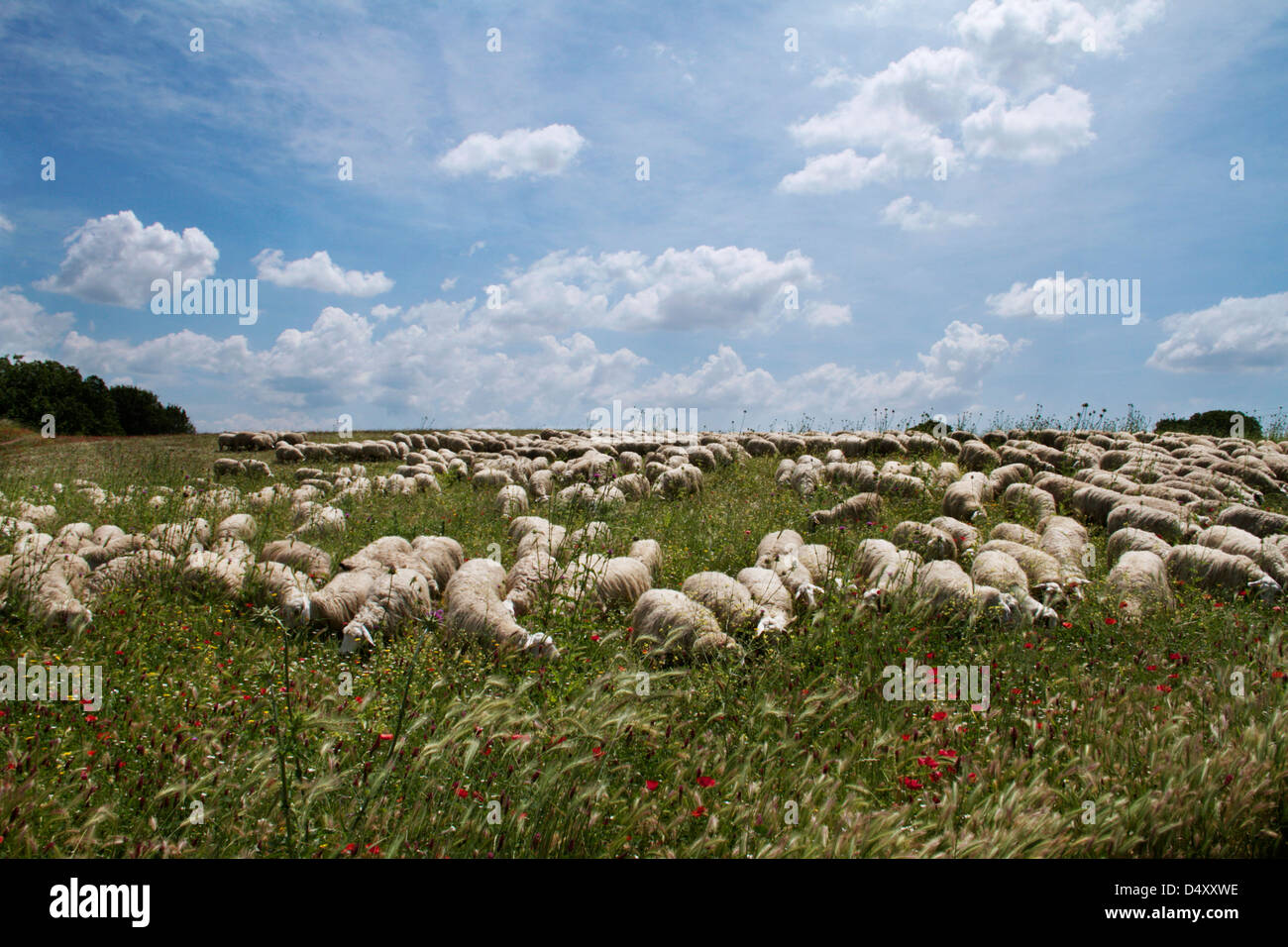 Sheeps grazing at the Appia Antica Park Stock Photo - Alamy