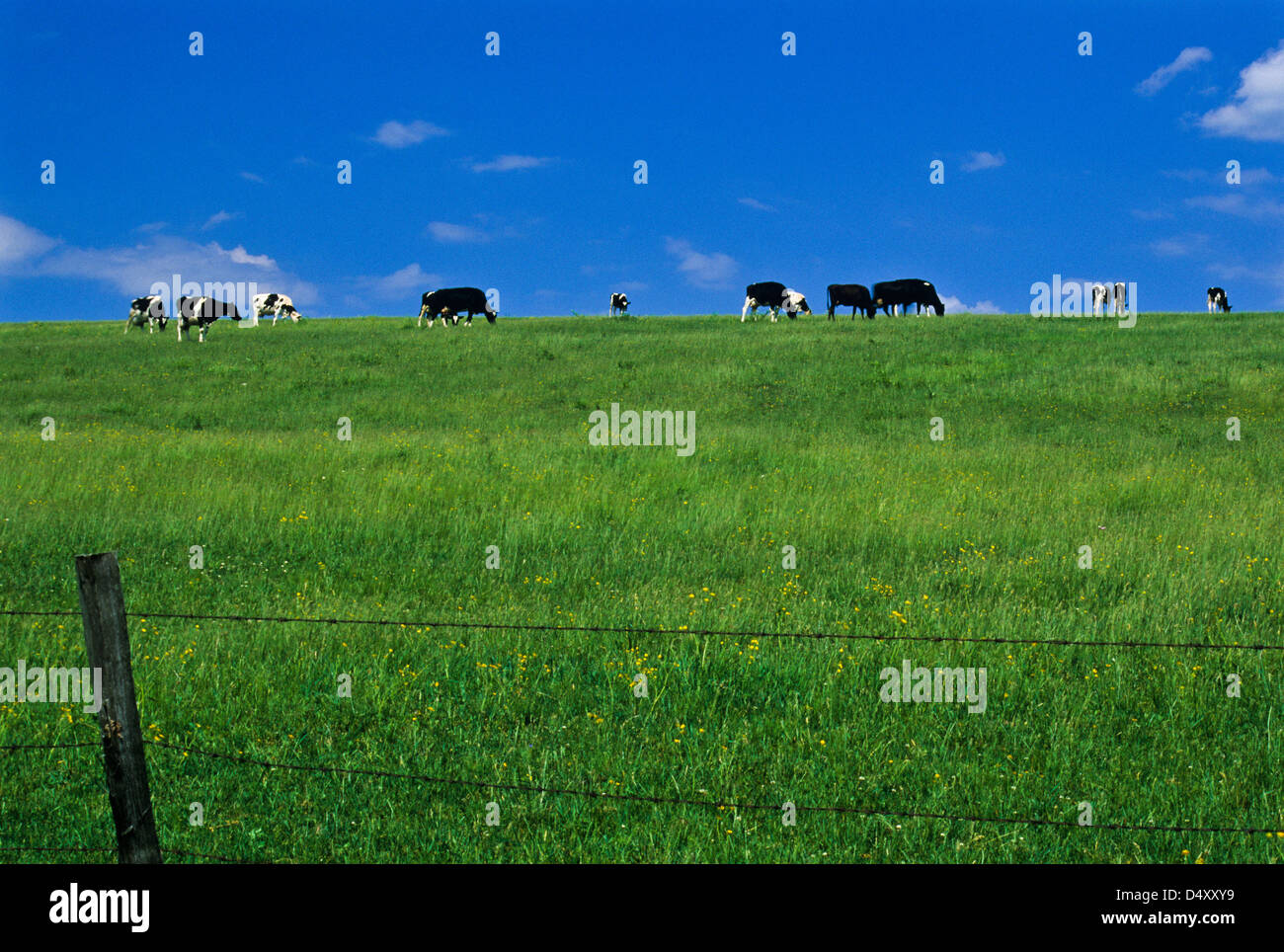 Scenic view of Holstein cows, cattle farming, Holms County, Ohio, USA ...