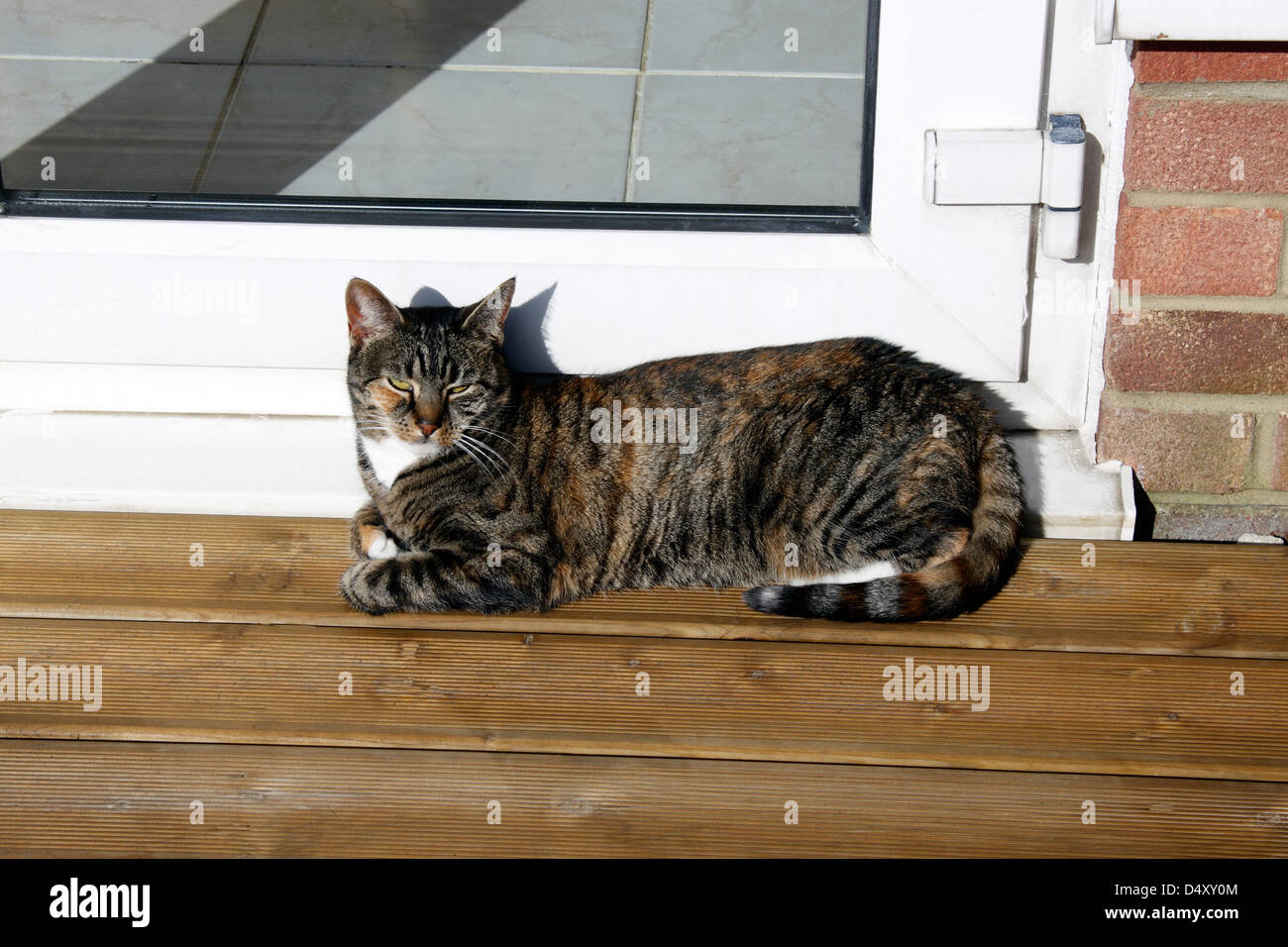 TABBY TORTOISESHELL CAT Stock Photo - Alamy