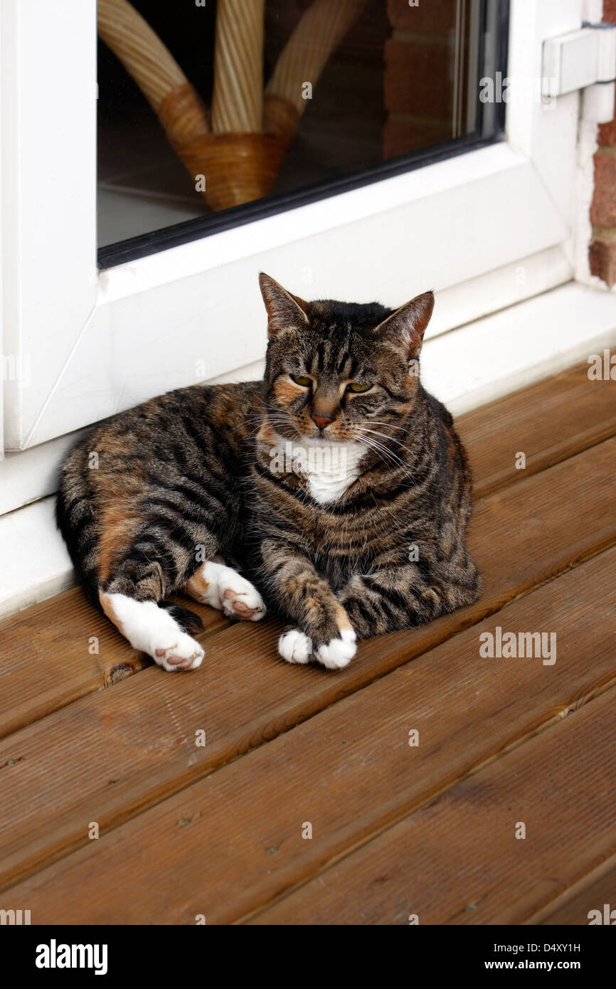 Adorable tortoiseshell cat hi-res stock photography and images - Alamy