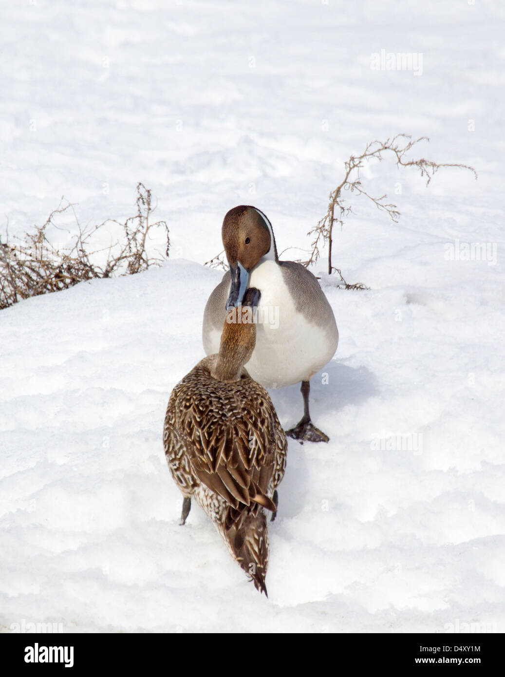 Pintail hen hi-res stock photography and images - Alamy
