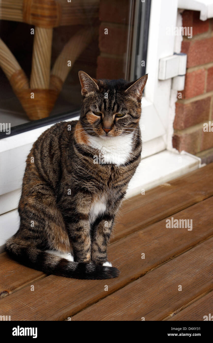 Tabby And Tortoiseshell High Resolution Stock Photography and Images ...