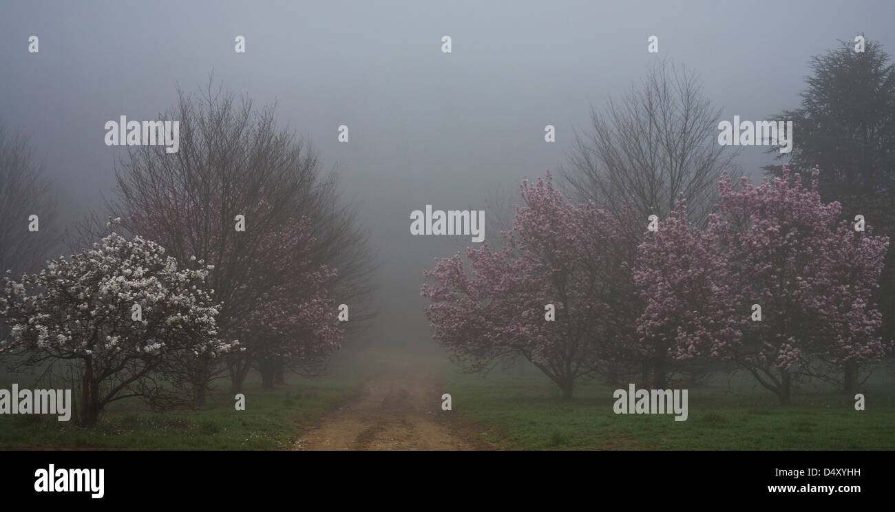 Landscape foggy earth pathway and flowering Magnolia trees in New ...