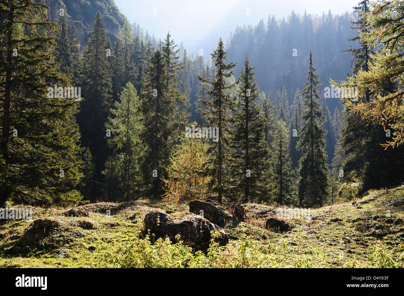 Italian alps tree mountain hi-res stock photography and images - Alamy