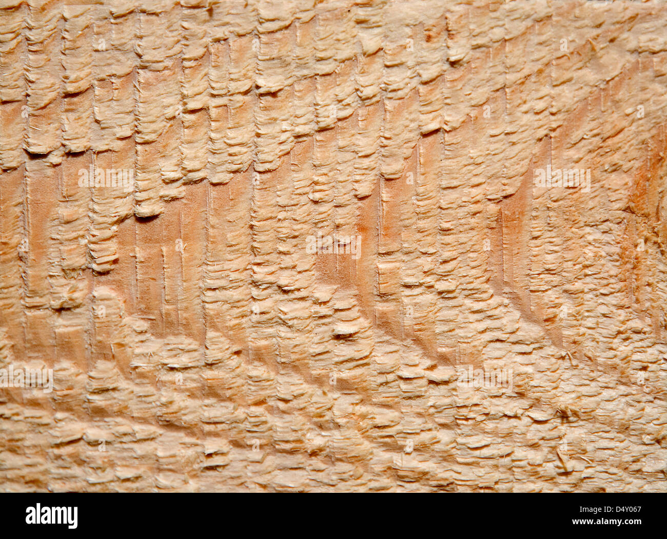 Cut of a tree is photographed close-up Stock Photo - Alamy