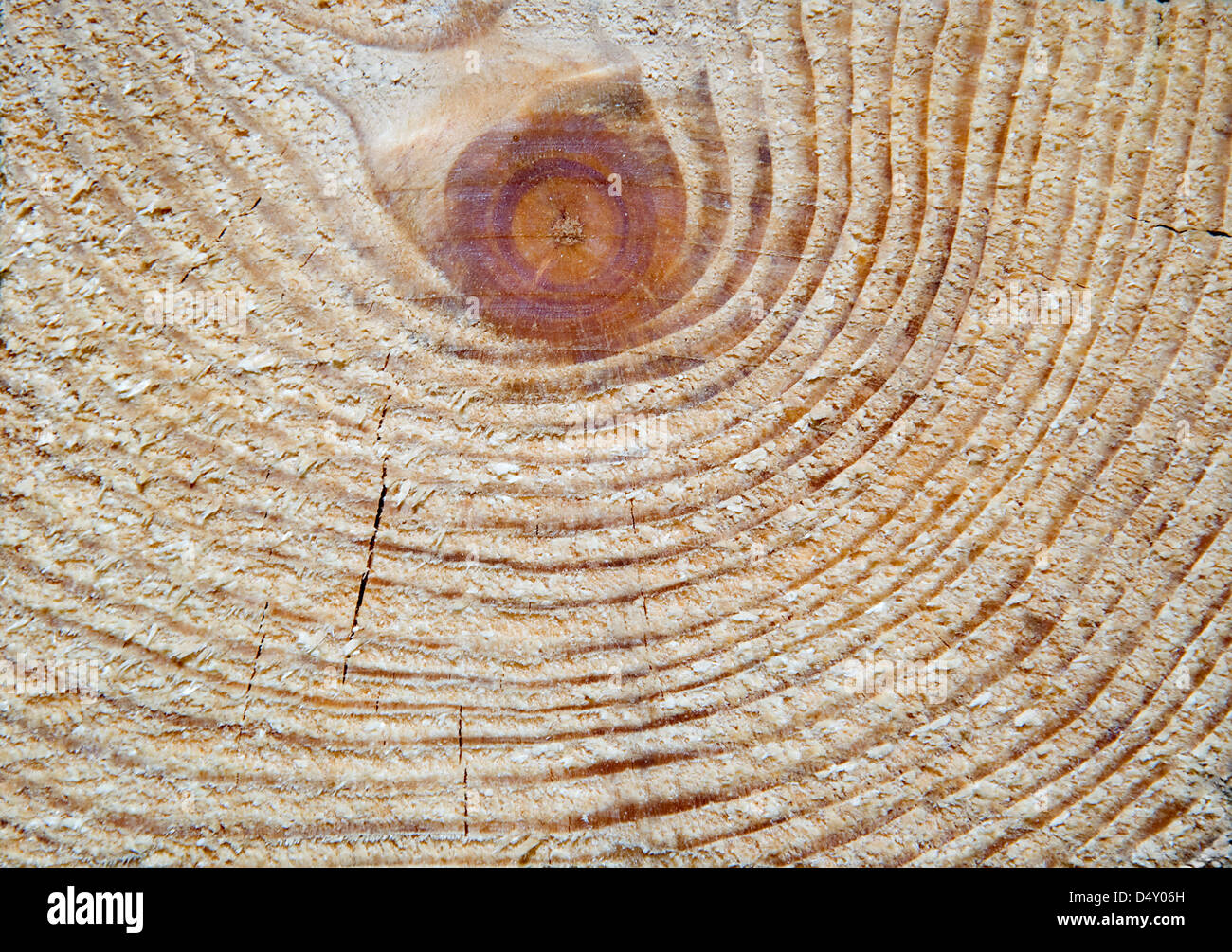 Cut of a tree is photographed close-up Stock Photo - Alamy