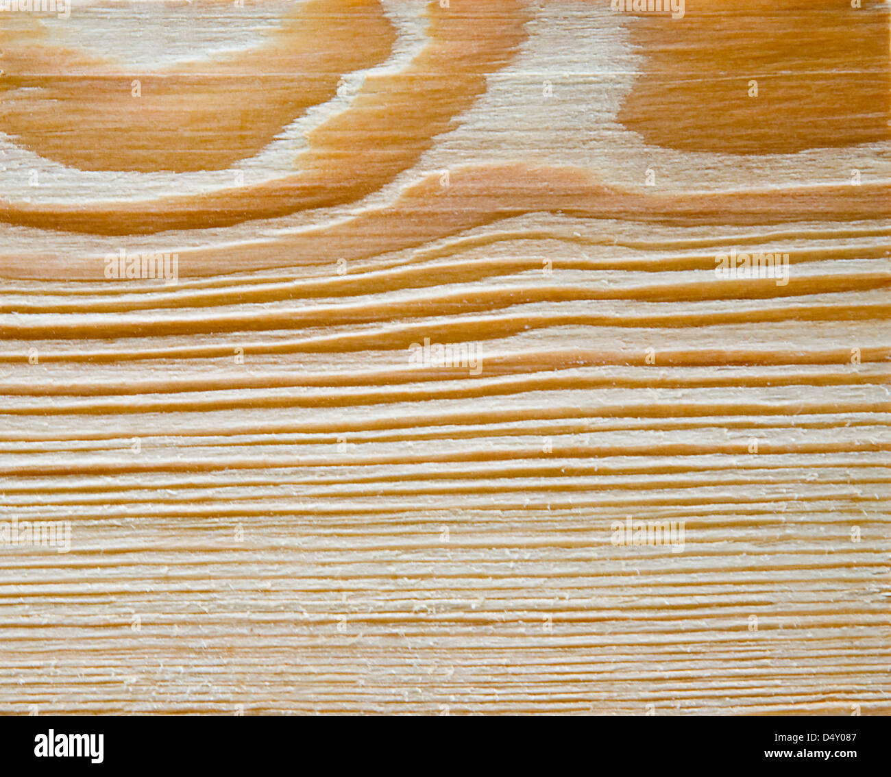 Cut of a tree is photographed close-up Stock Photo - Alamy