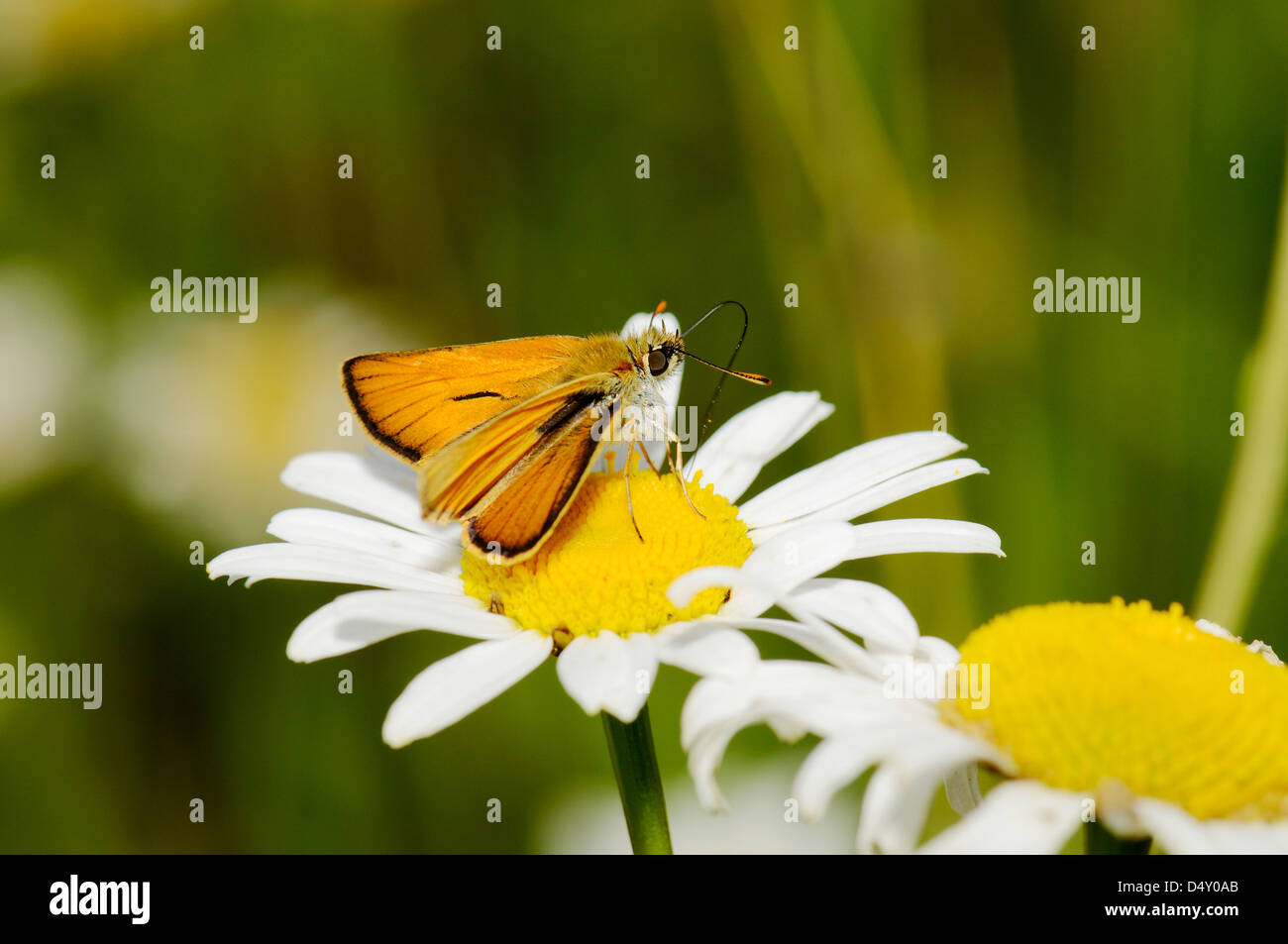 A beautiful butterfly pollinating a flower Stock Photo - Alamy