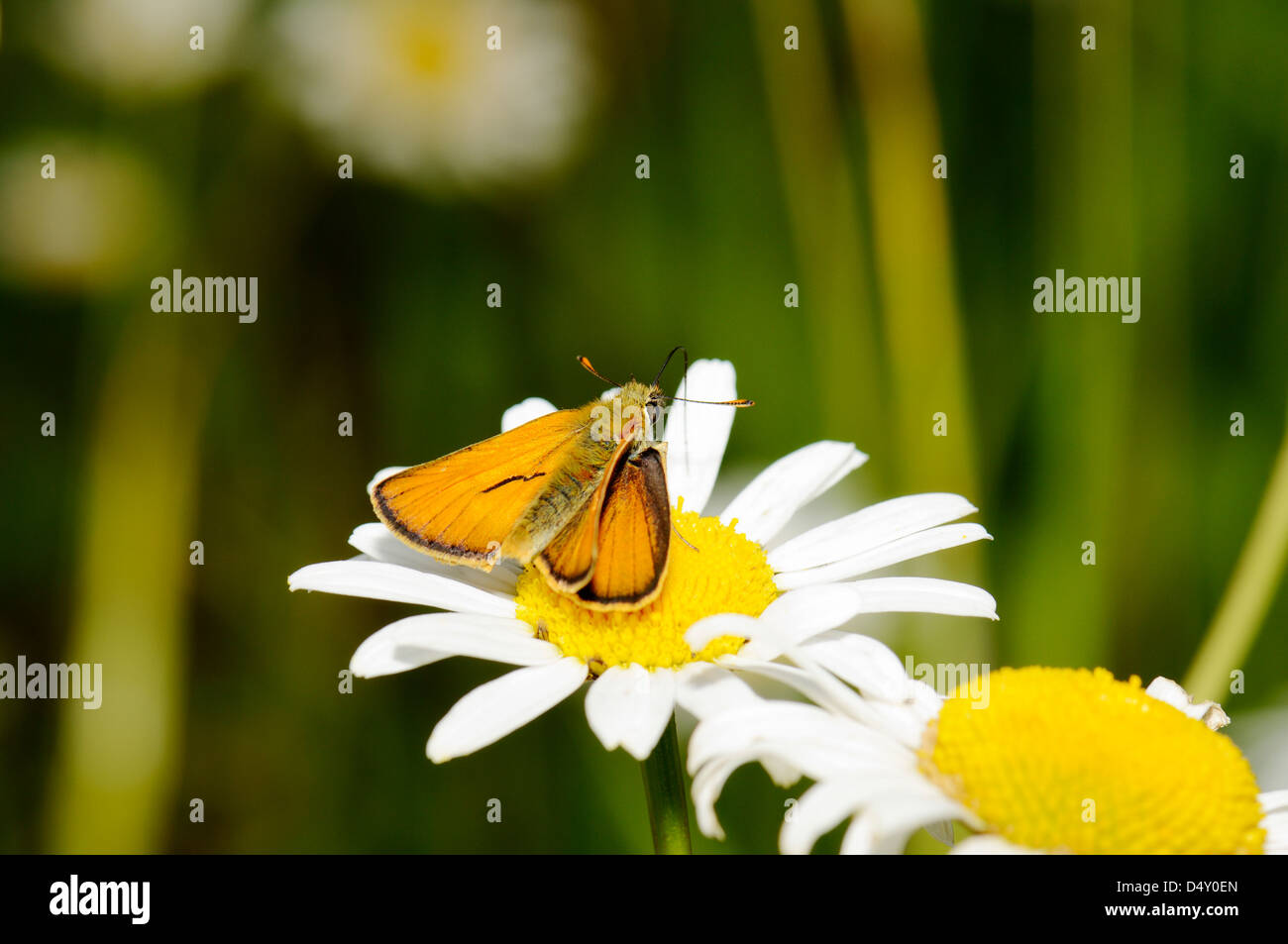 A beautiful butterfly pollinating a flower Stock Photo - Alamy