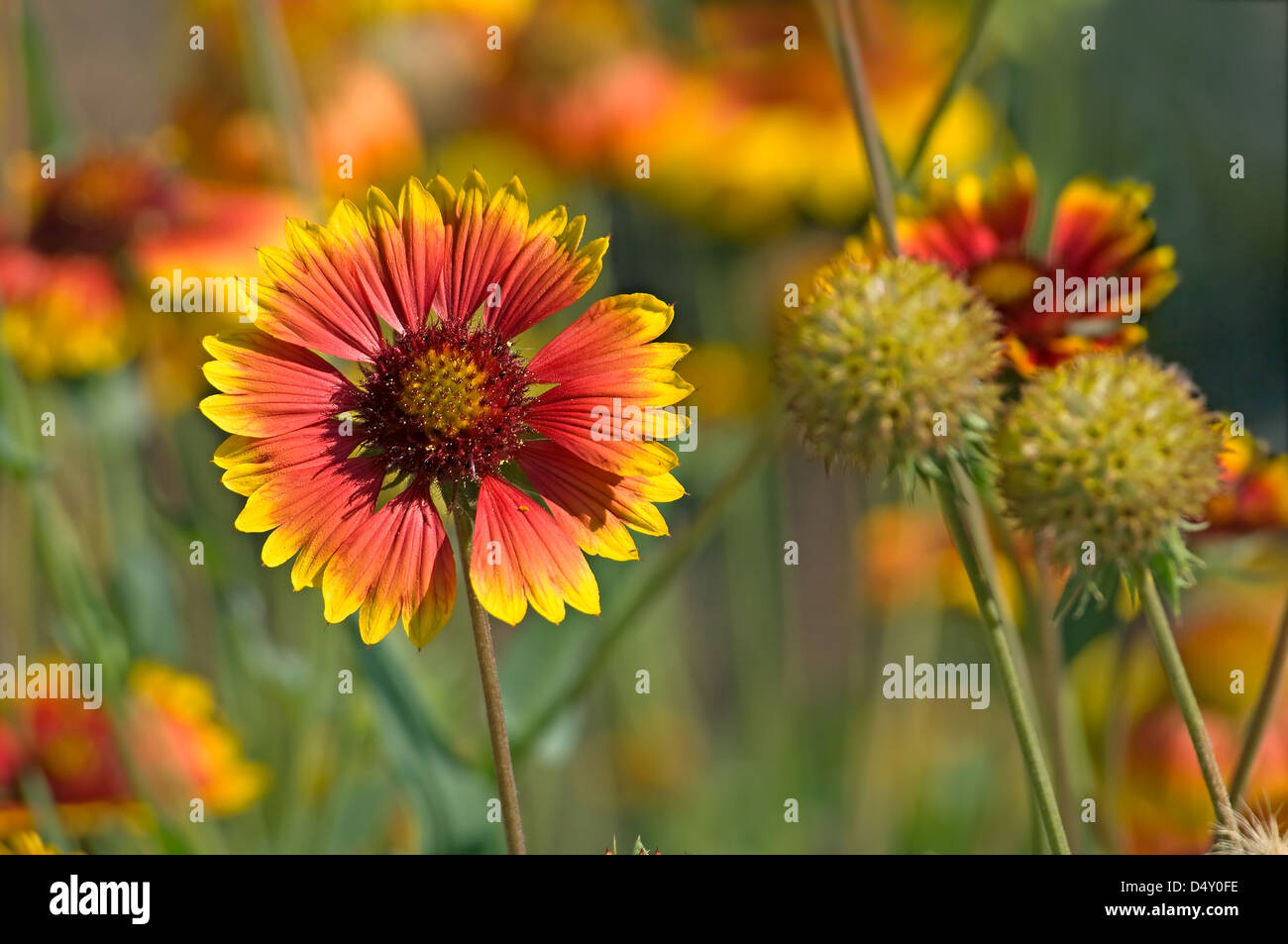 Red-yellow flower is photographed a close-up Stock Photo - Alamy