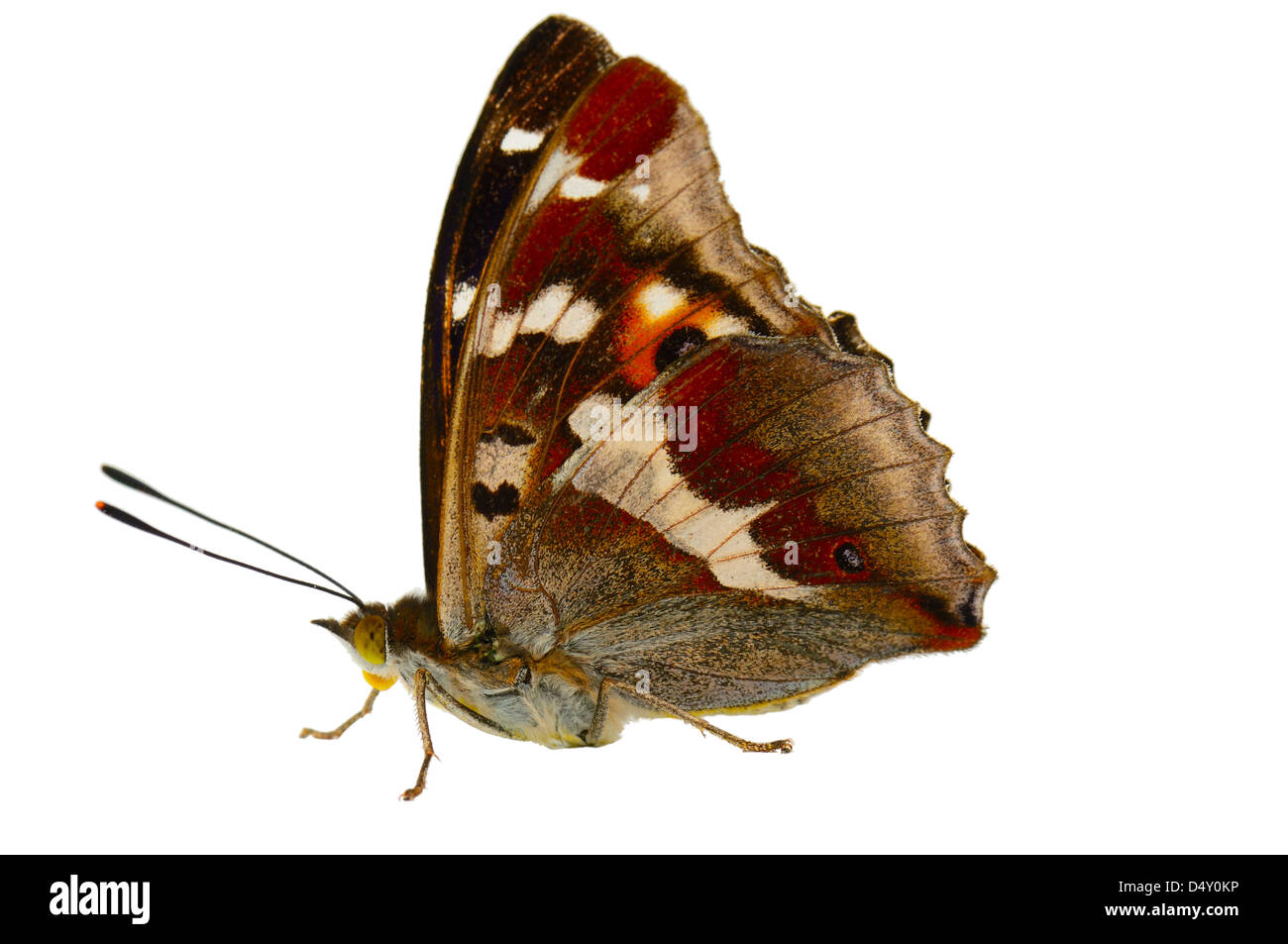 butterfly isolated on white background Stock Photo - Alamy