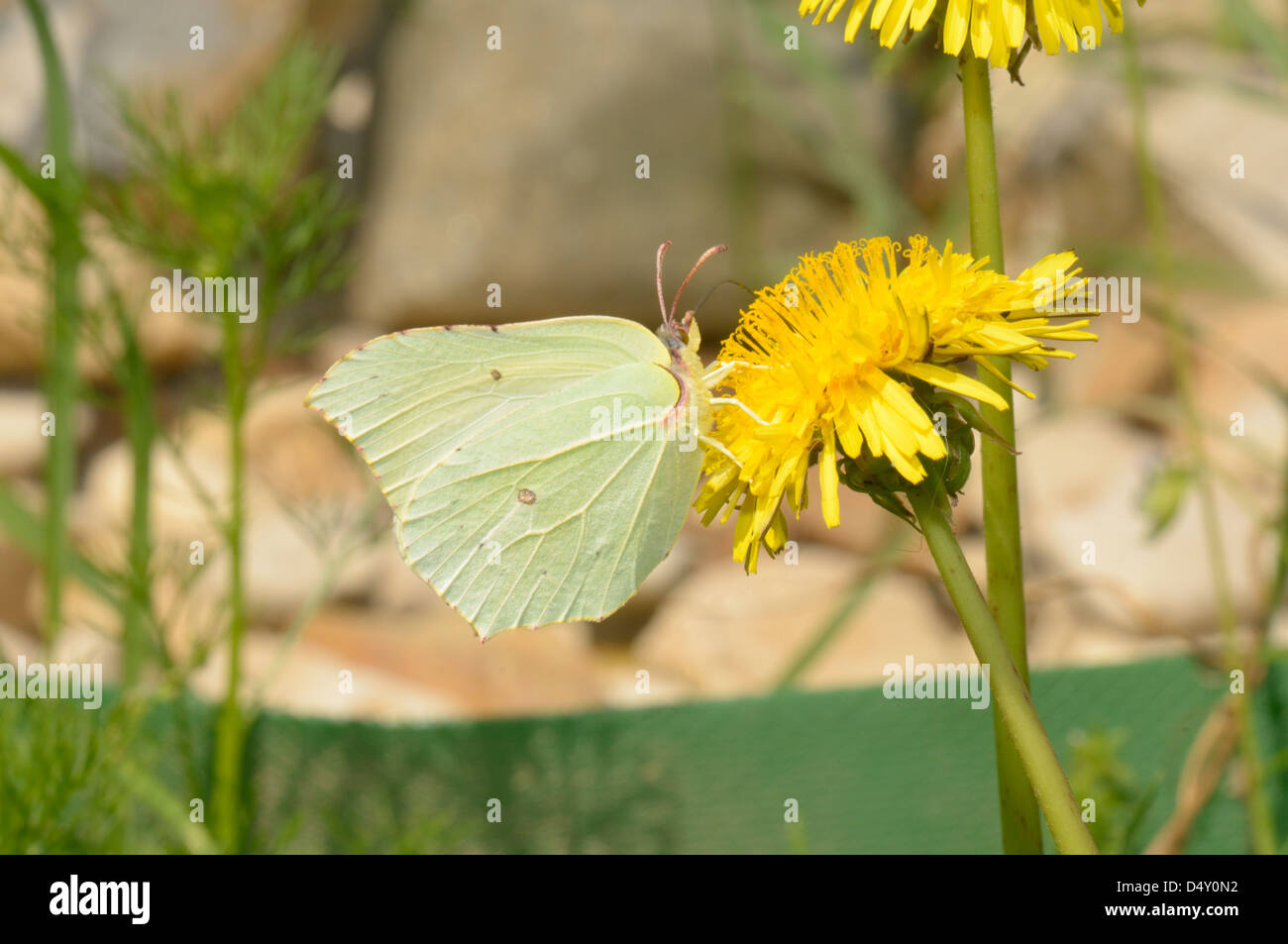 A beautiful butterfly pollinating a flower Stock Photo - Alamy