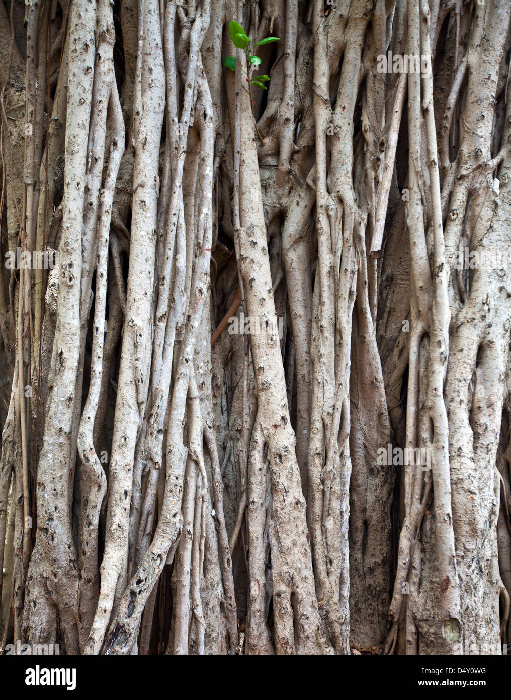 ficus background plant close up Stock Photo - Alamy