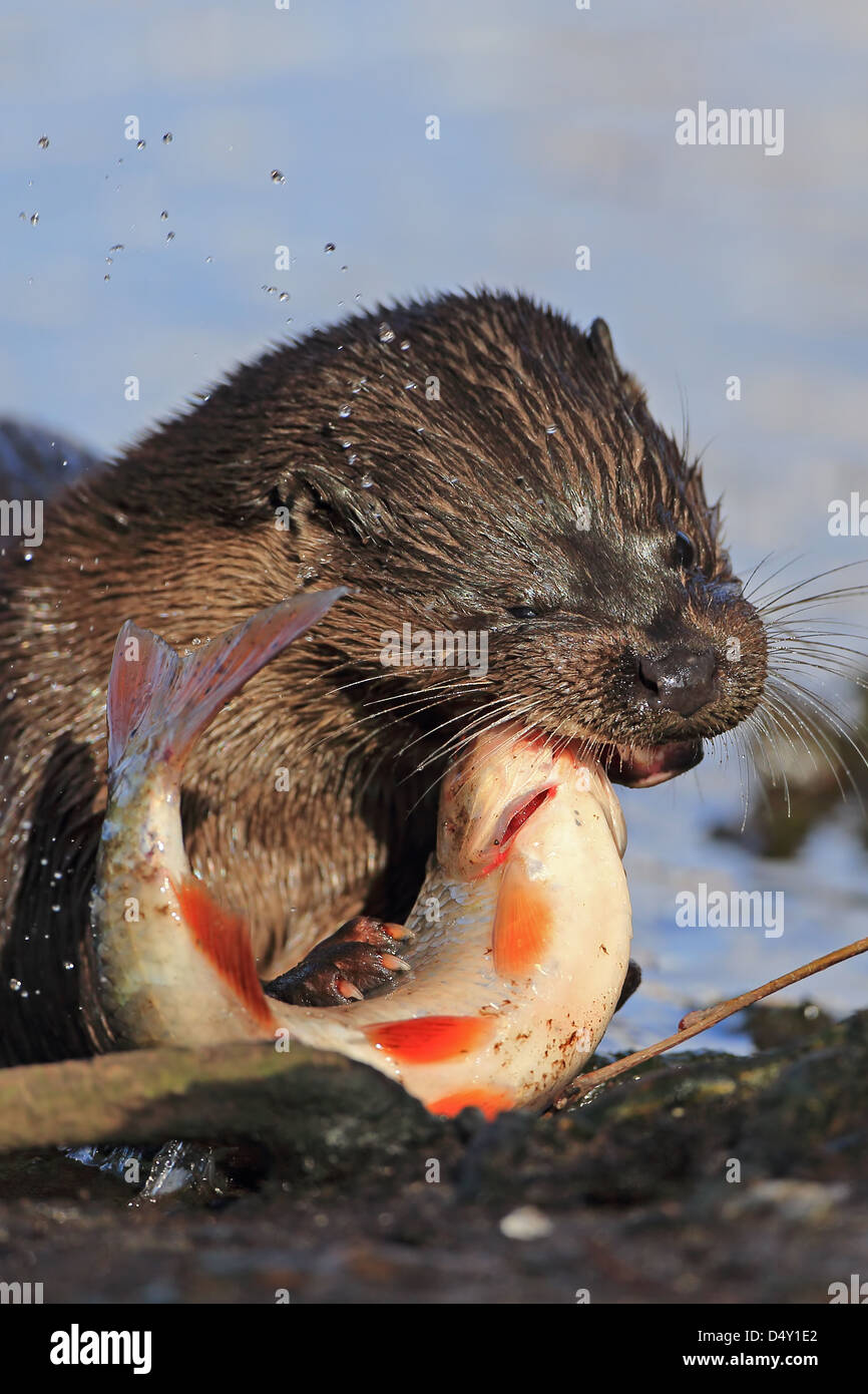 Common Otter (Lutra lutra Stock Photo - Alamy