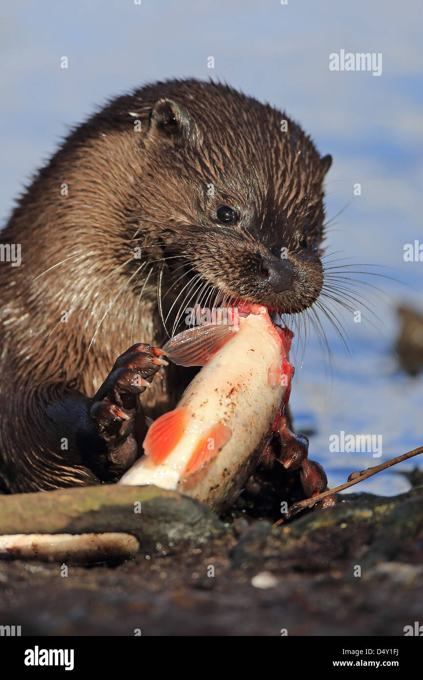 Common Otter (Lutra lutra Stock Photo - Alamy