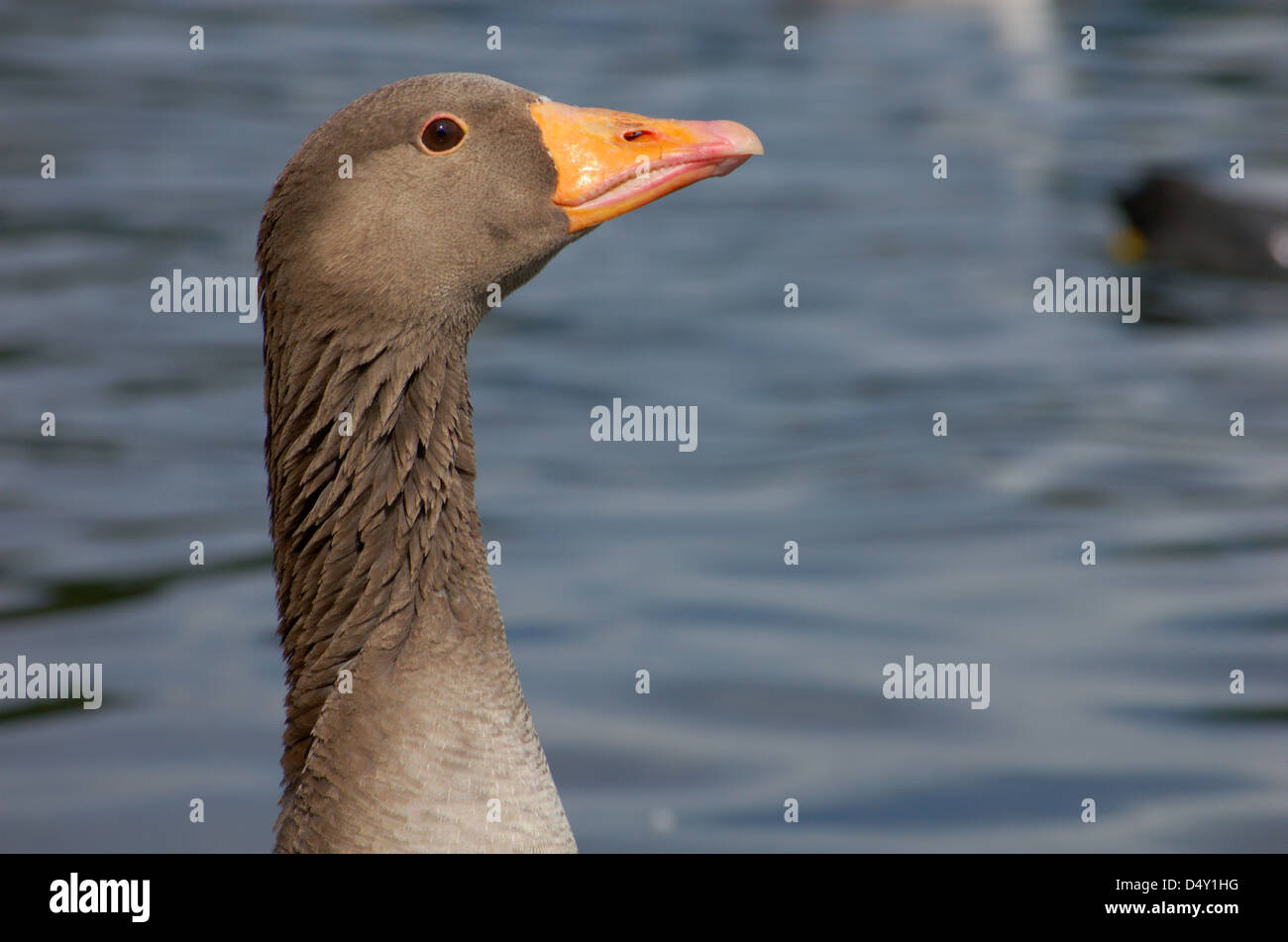 Greylag goose in a park in London, England Stock Photo - Alamy
