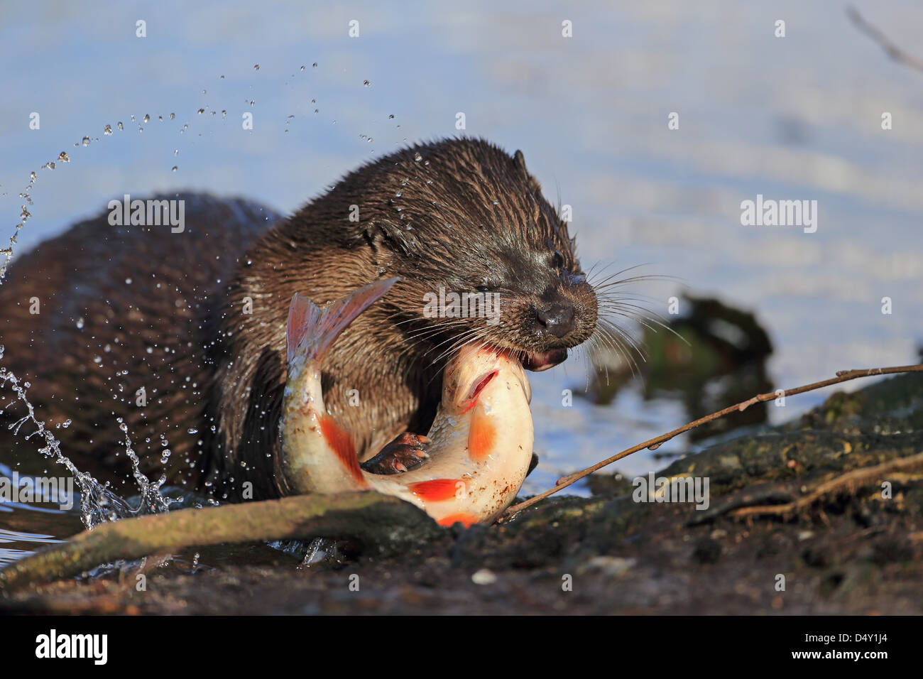 Common Otter (Lutra lutra Stock Photo - Alamy