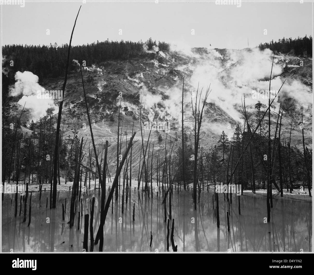 Barren tree trunks rising from water in foreground, stream rising from ...