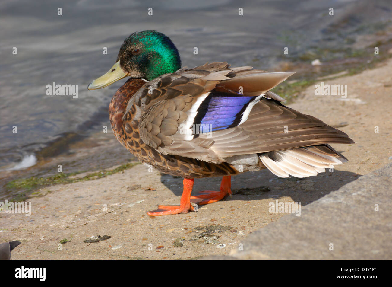Duck in Hyde Park in London, England Stock Photo - Alamy