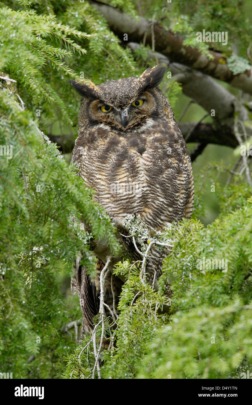 Great horned owl roosting in fir tree near nest-Victoria Vancouver ...
