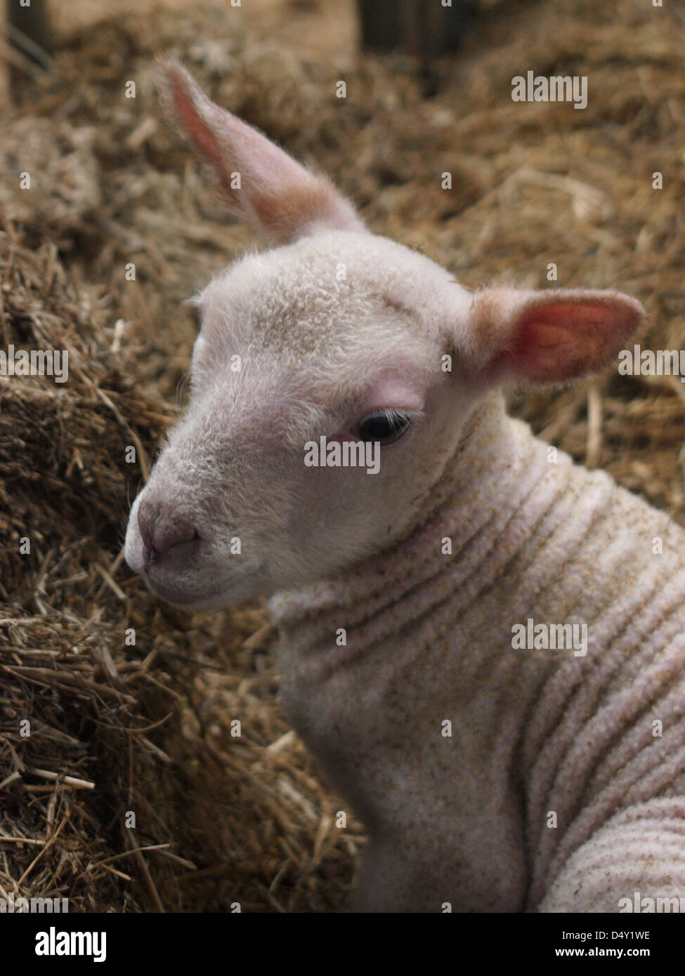 Cornwall cute hi-res stock photography and images - Alamy