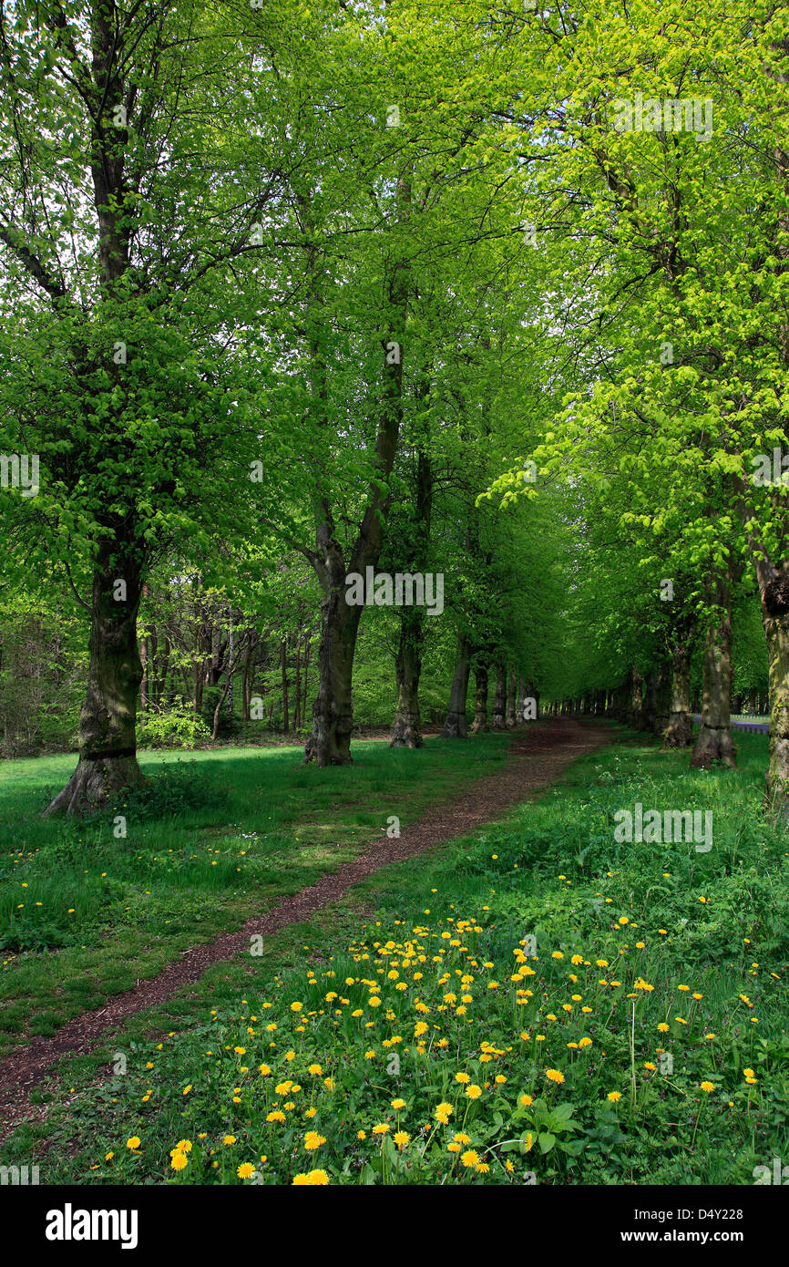 Spring Green Common Lime Tree Avenue, Tilia x vulgaris, Clumber Park ...
