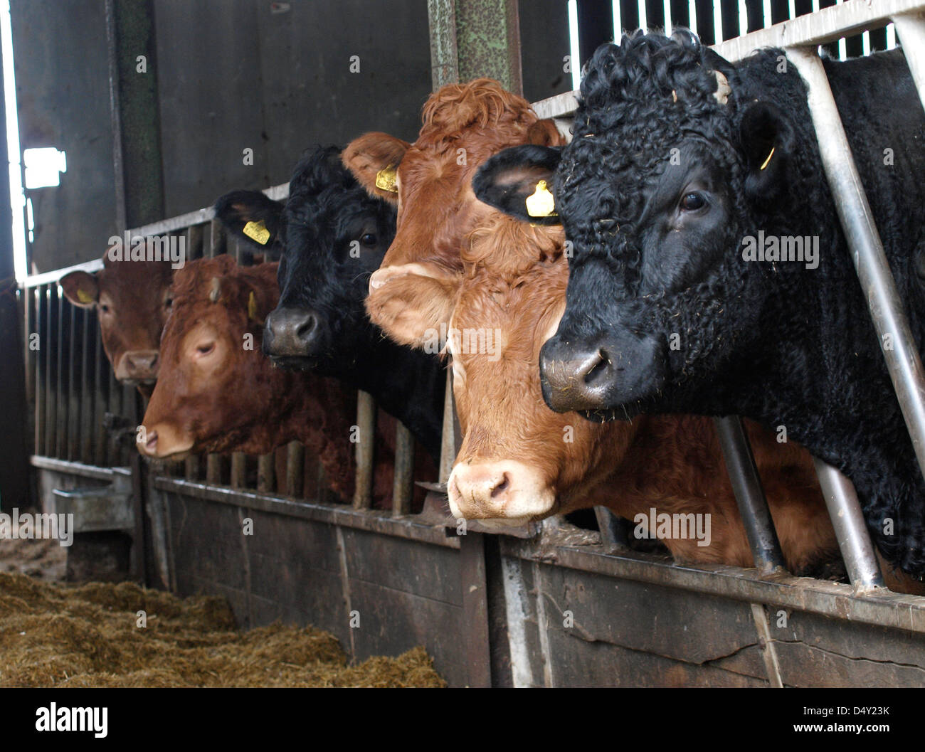 Cows in a barn, Cornwall, UK Stock Photo - Alamy