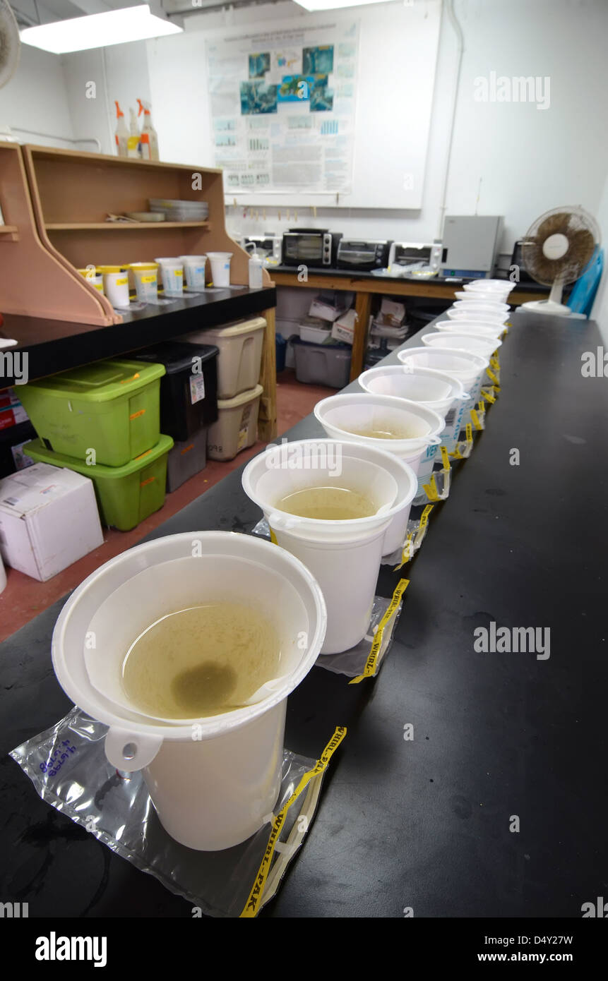 Ocean water sediment samples at the Virgin Islands Environmental ...