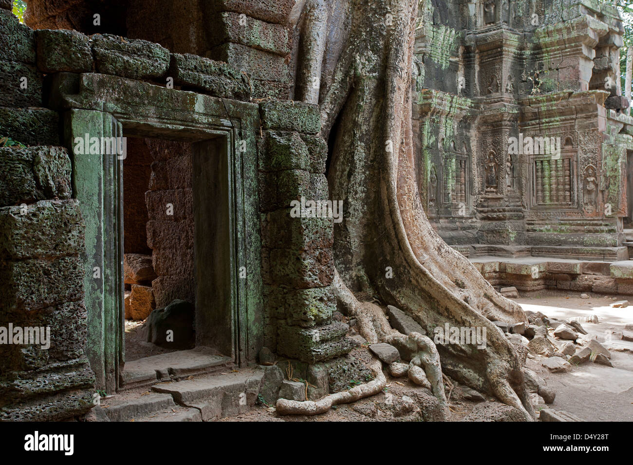 Ta prohm temple ruins. Angkor. Cambodia Stock Photo - Alamy