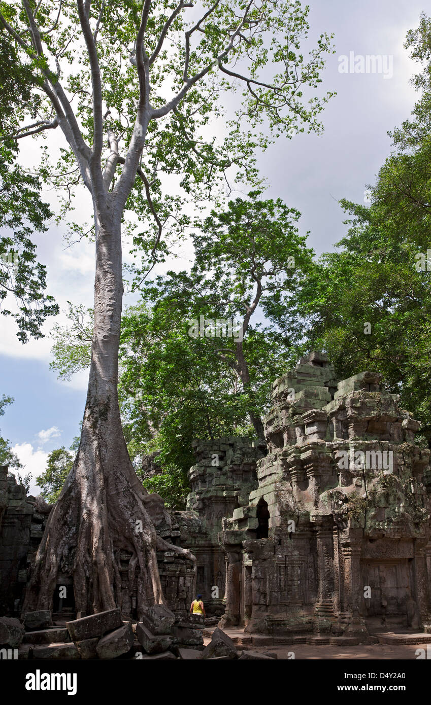 Ta Prohm temple. Angkor. Cambodia Stock Photo - Alamy