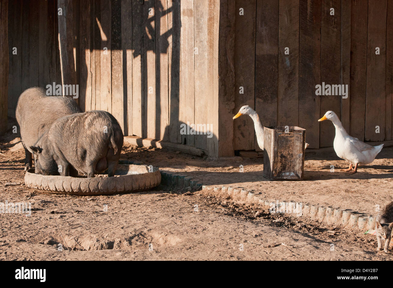 pigs, ducks, and a cat in a rural Akha village near Phongsaly, Laos ...