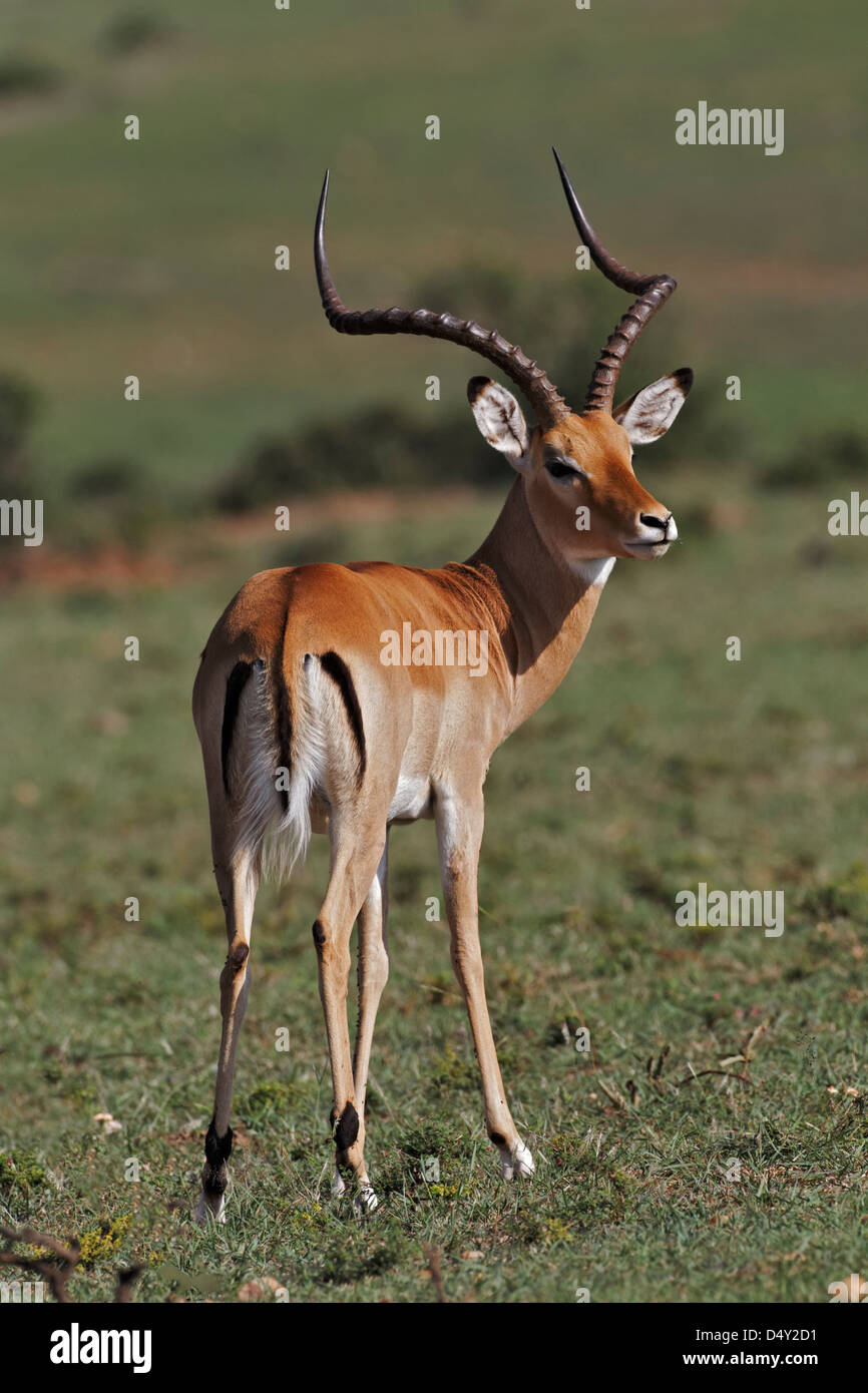 Impala kenya hi-res stock photography and images - Alamy