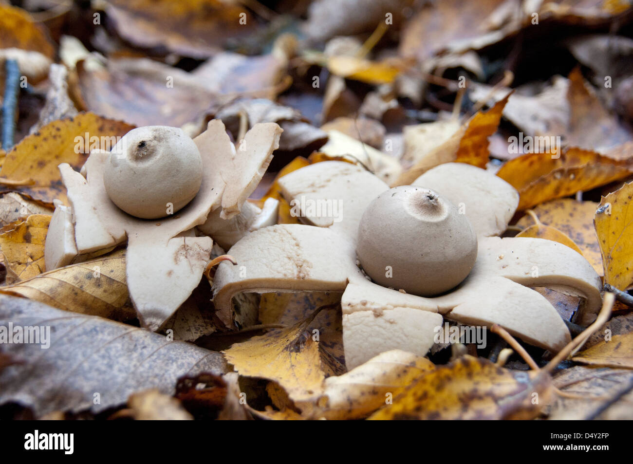 Earthstar Fungi Stock Photos & Earthstar Fungi Stock Images - Alamy