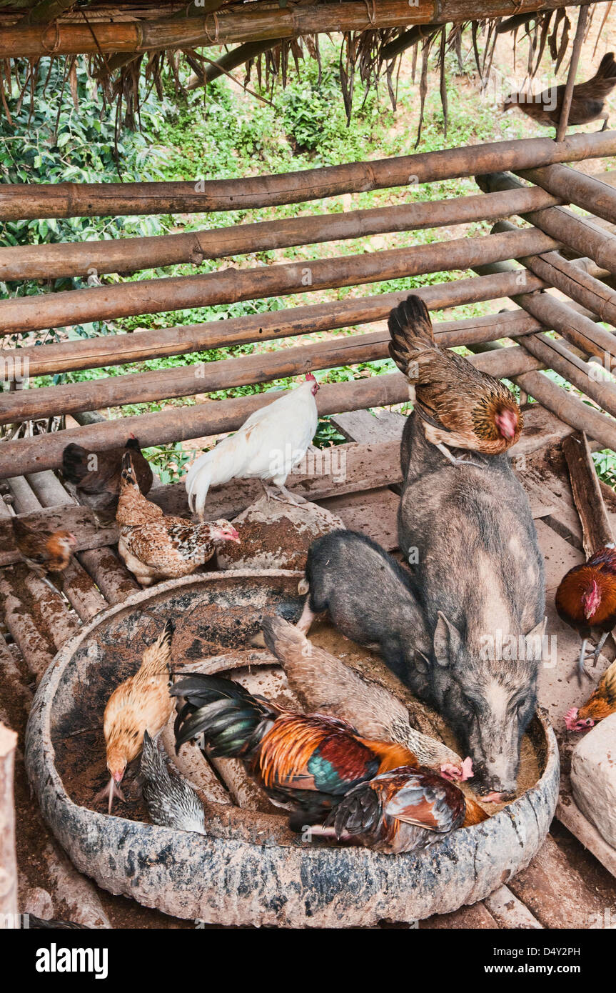 Feed trough pig hi-res stock photography and images - Alamy