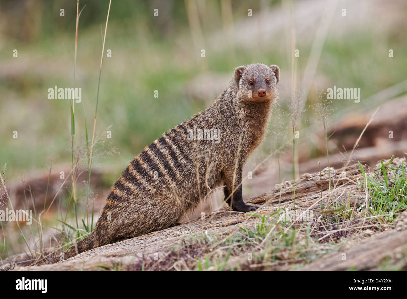The banded mongoose hi-res stock photography and images - Alamy