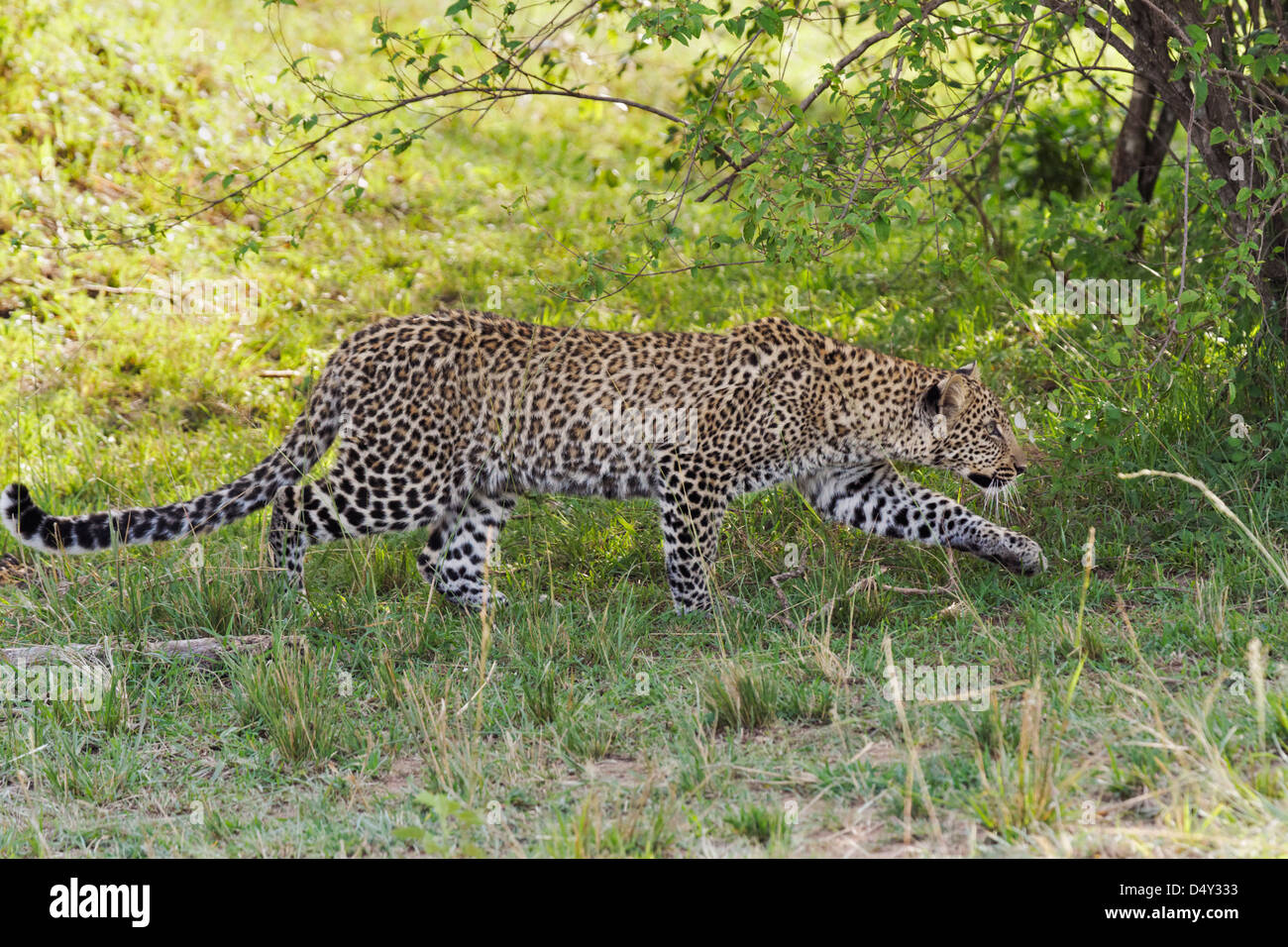Stalking leopard hi-res stock photography and images - Alamy
