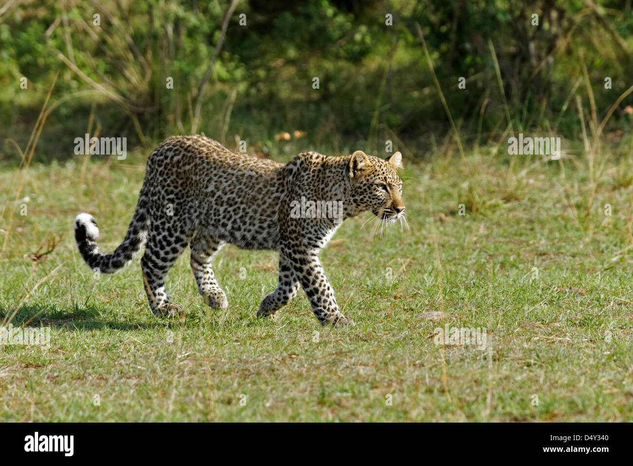 Stalking leopard hi-res stock photography and images - Alamy