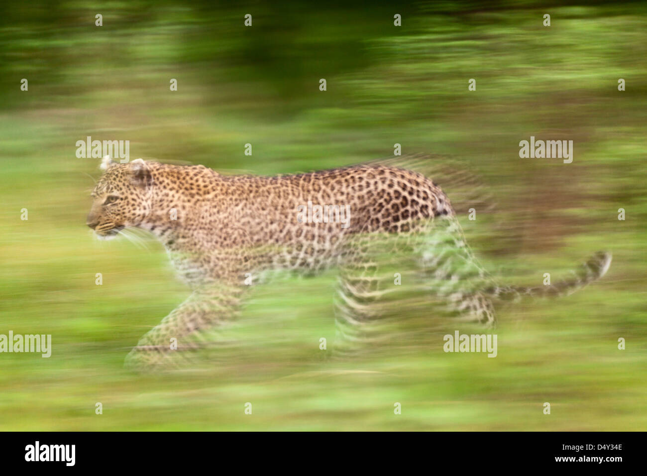 Cat in motion hi-res stock photography and images - Alamy
