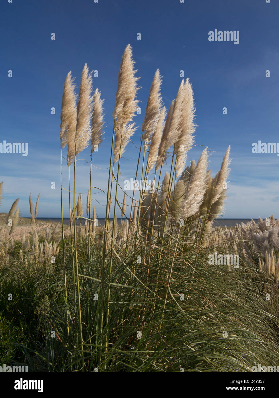 Pampas uruguay hi-res stock photography and images - Alamy