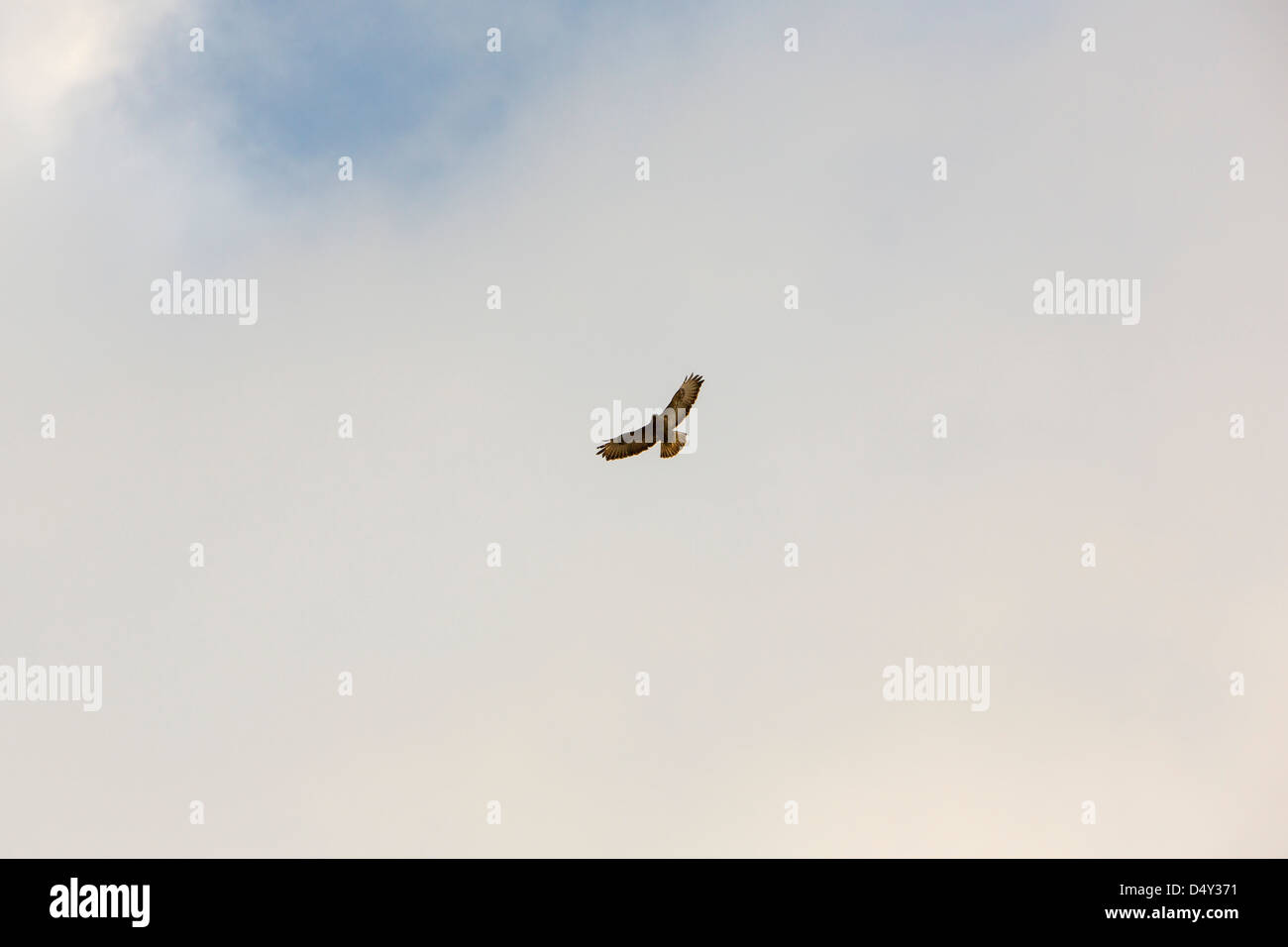 Soaring buzzard buteo hi-res stock photography and images - Alamy