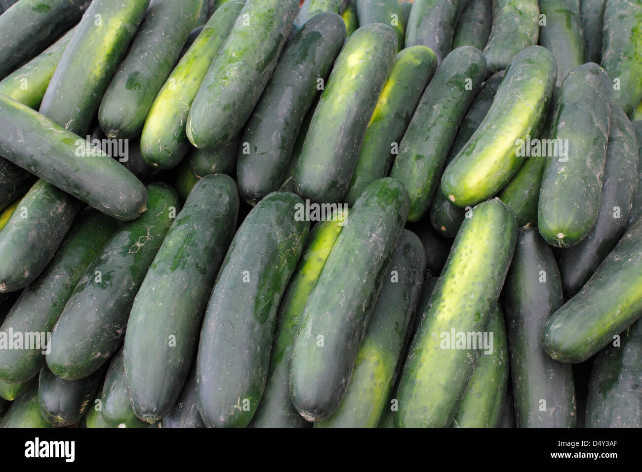 Organic cucumbers for sale display at an outdoor market in Oregon. Many ...