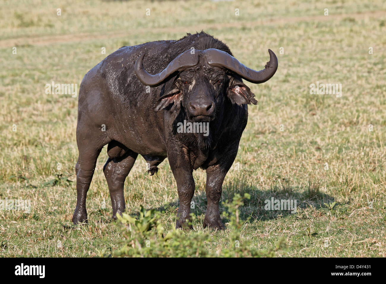 African buffalo covered in fresh mud, Maasai Mara, Kenya Stock Photo ...