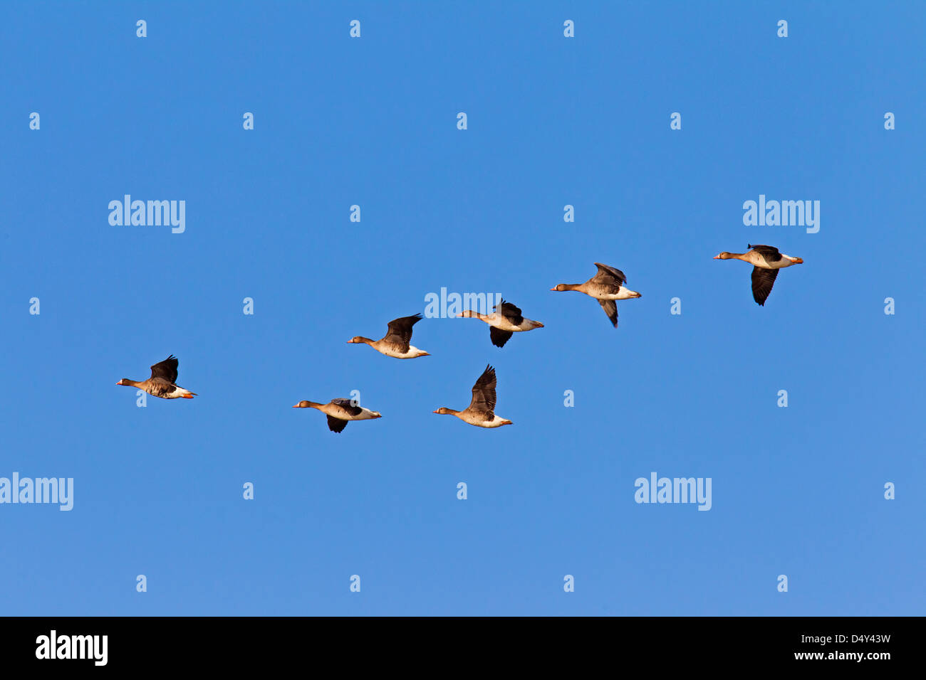 Flying birds formation hi-res stock photography and images - Alamy