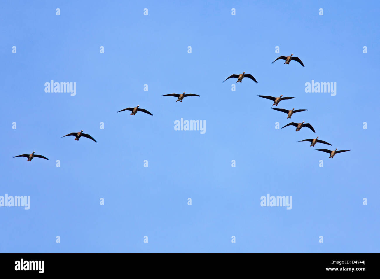 Geese flying formation hi-res stock photography and images - Alamy