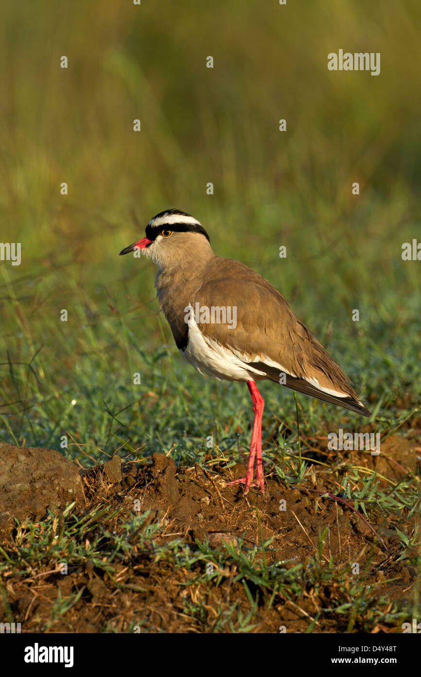 Crowned plover hi-res stock photography and images - Alamy