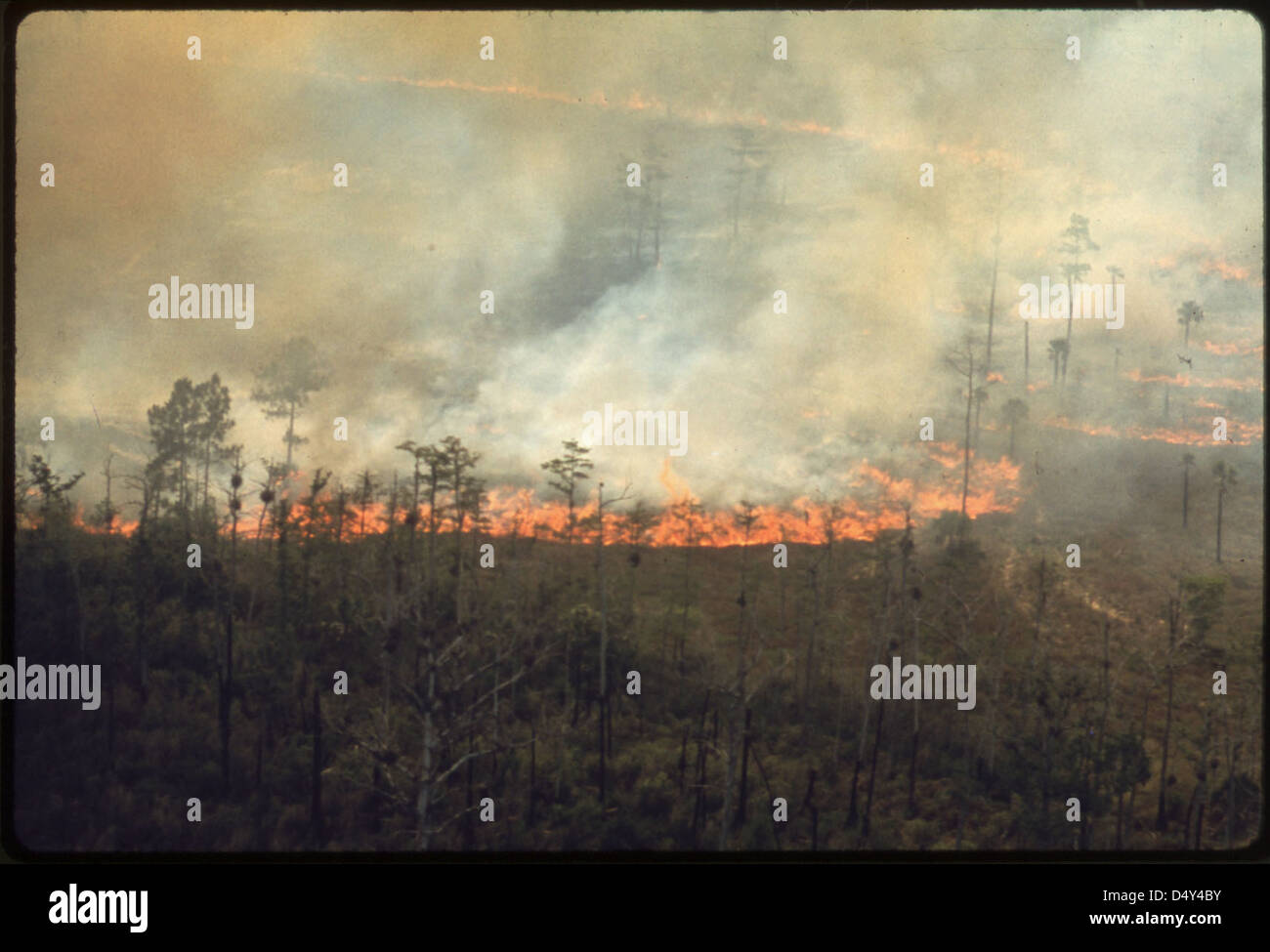 A brush fire burning in the Everglades, photographed as part of the ...