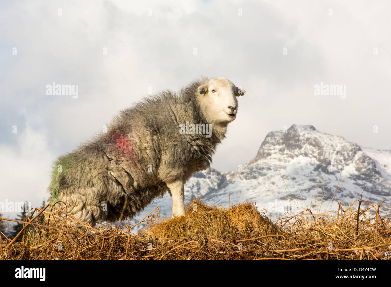 Most common sheep breed hi-res stock photography and images - Alamy